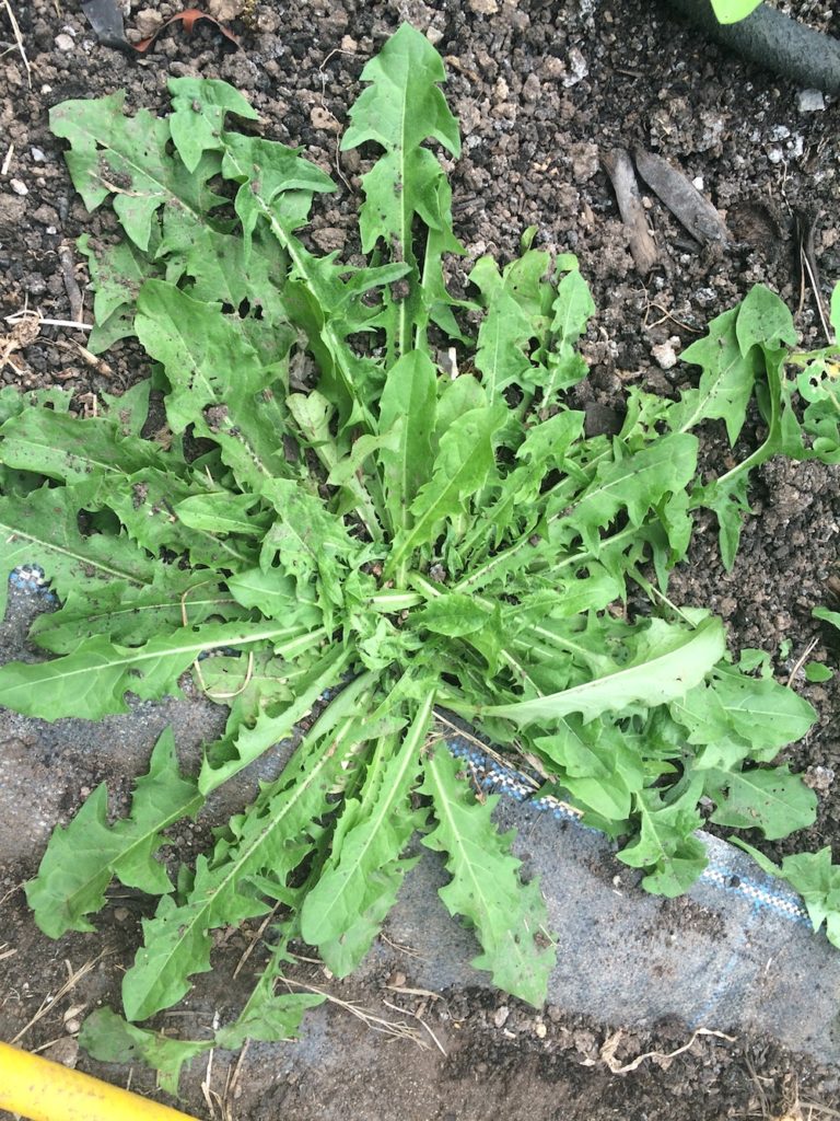 Dandelion Plant Profile – Solidarity Apothecary