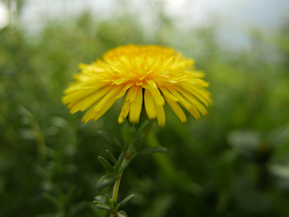 Dandelion Plant Profile – Solidarity Apothecary