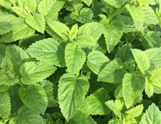 Working with nervines Relaxant nervines deep dive Nervine tonics deep dive