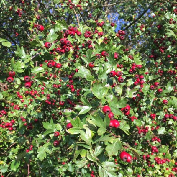 Hawthorn Plant Profile – Solidarity Apothecary