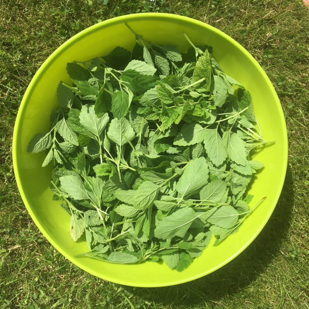 Lemon Balm Plant Profile – Solidarity Apothecary