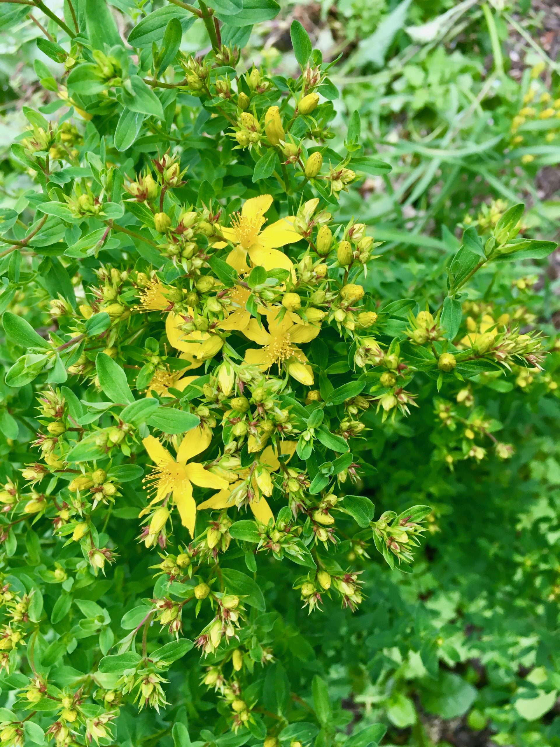 St John’s Wort Plant Profile – Solidarity Apothecary