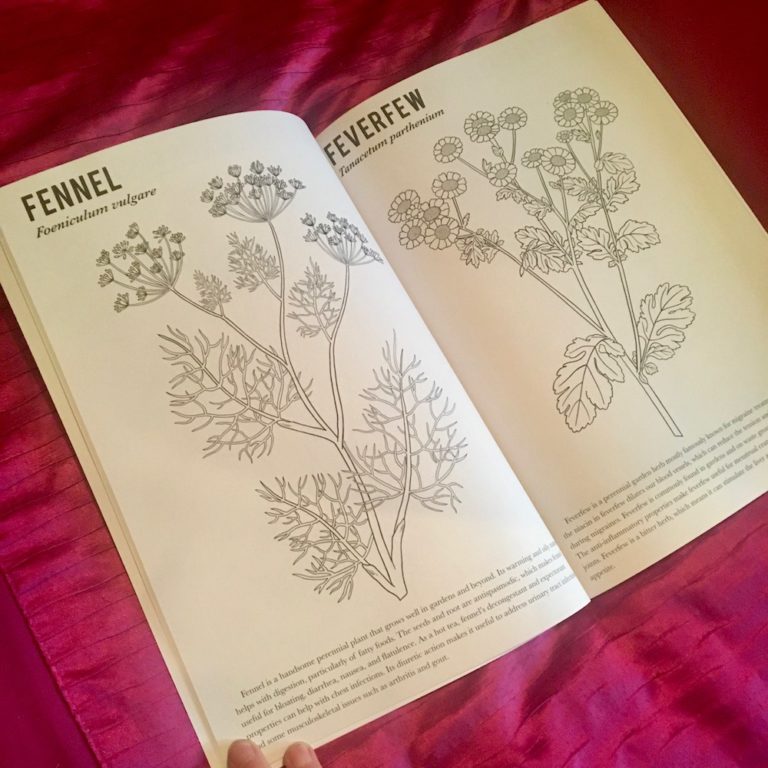 The Medicinal Herb Colouring Book – Solidarity Apothecary