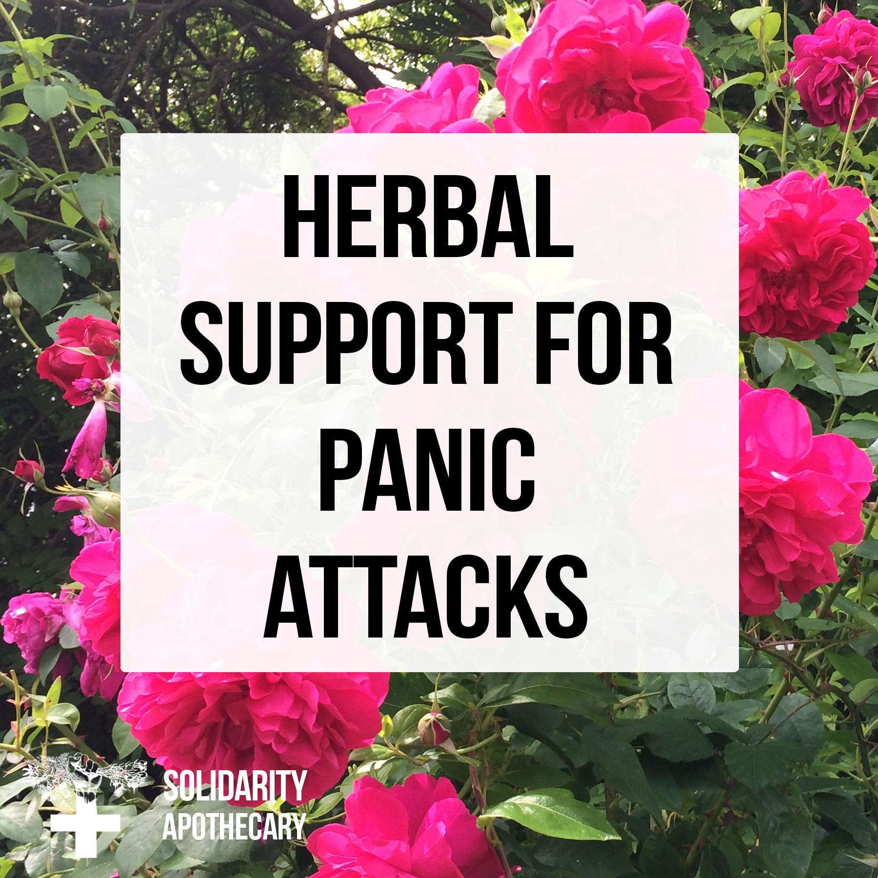 Herbal support for Panic Attacks: A Guide, Part Two – Solidarity Apothecary